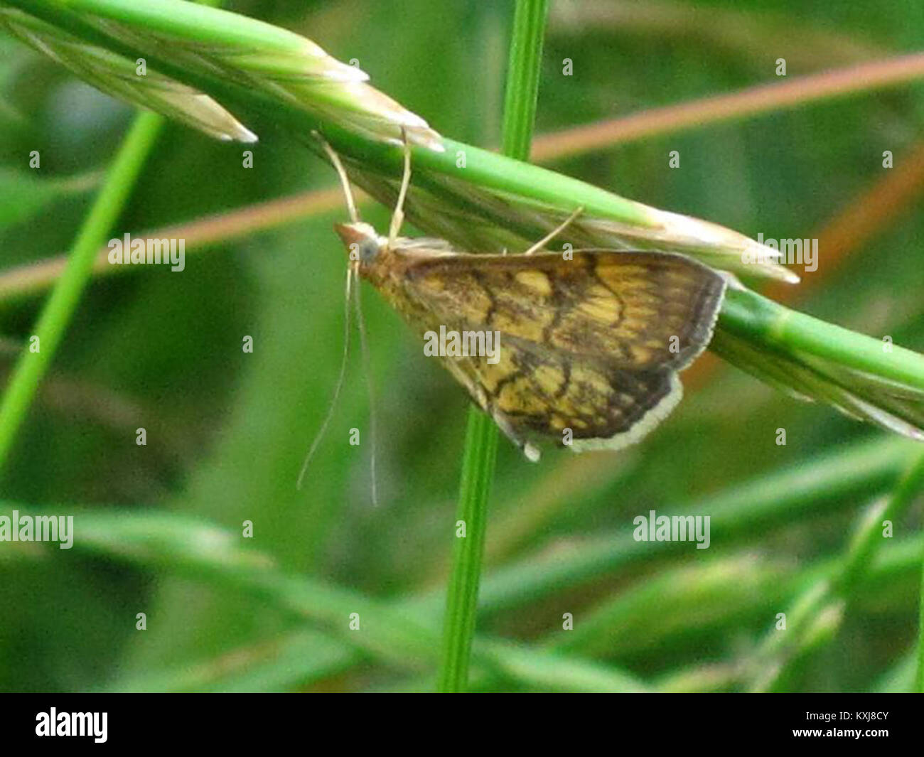 Netherlands mm hi-res stock photography and images - Alamy