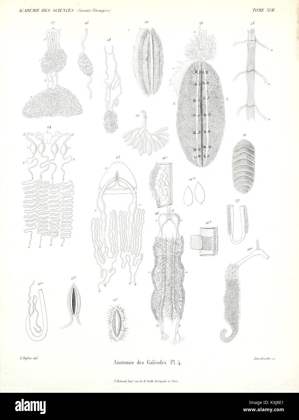 An anatomical and physiological illustration of galéodes, a group of ...