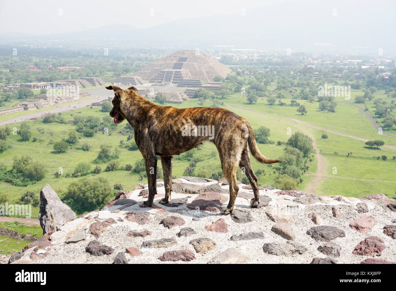 Full length of dog standing on Sun Pyramid against view of Moon Pyramid ...