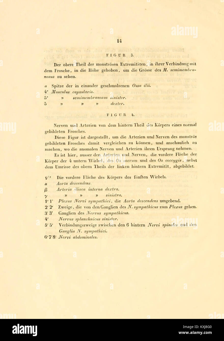 This page discusses the anatomical description of a monstrous six ...