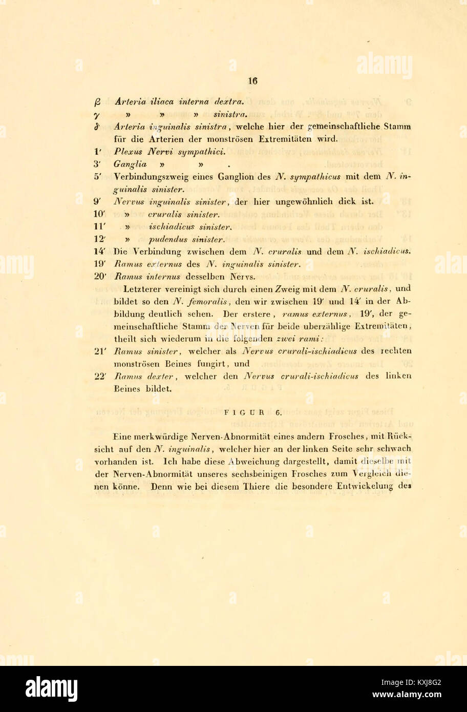 A 16th-century anatomical description of a six-legged water frog ...