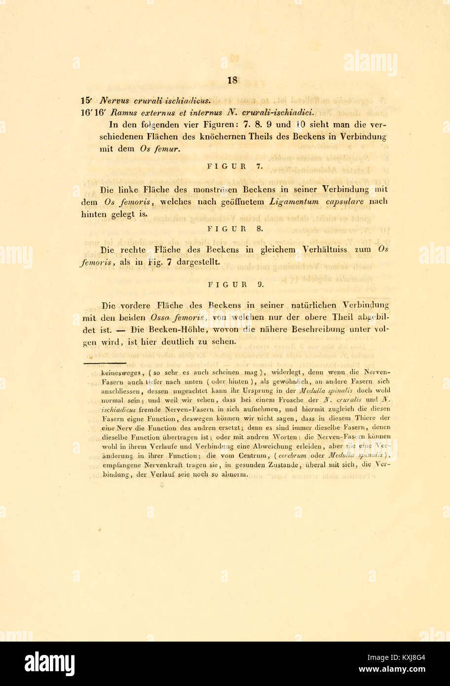 Scientific illustration and anatomical description of a six-legged ...