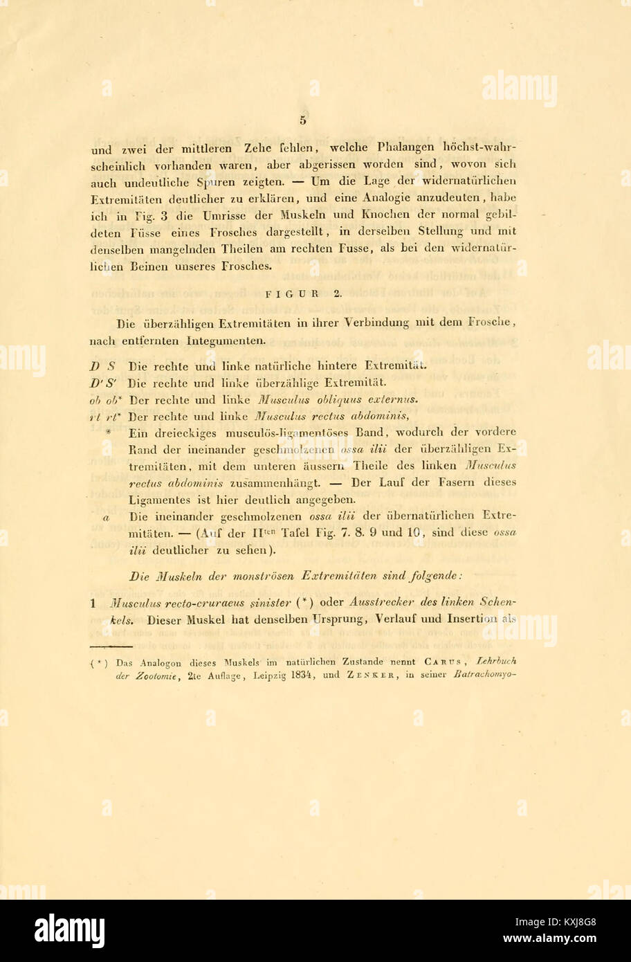 Biological specimen frog hi-res stock photography and images - Alamy