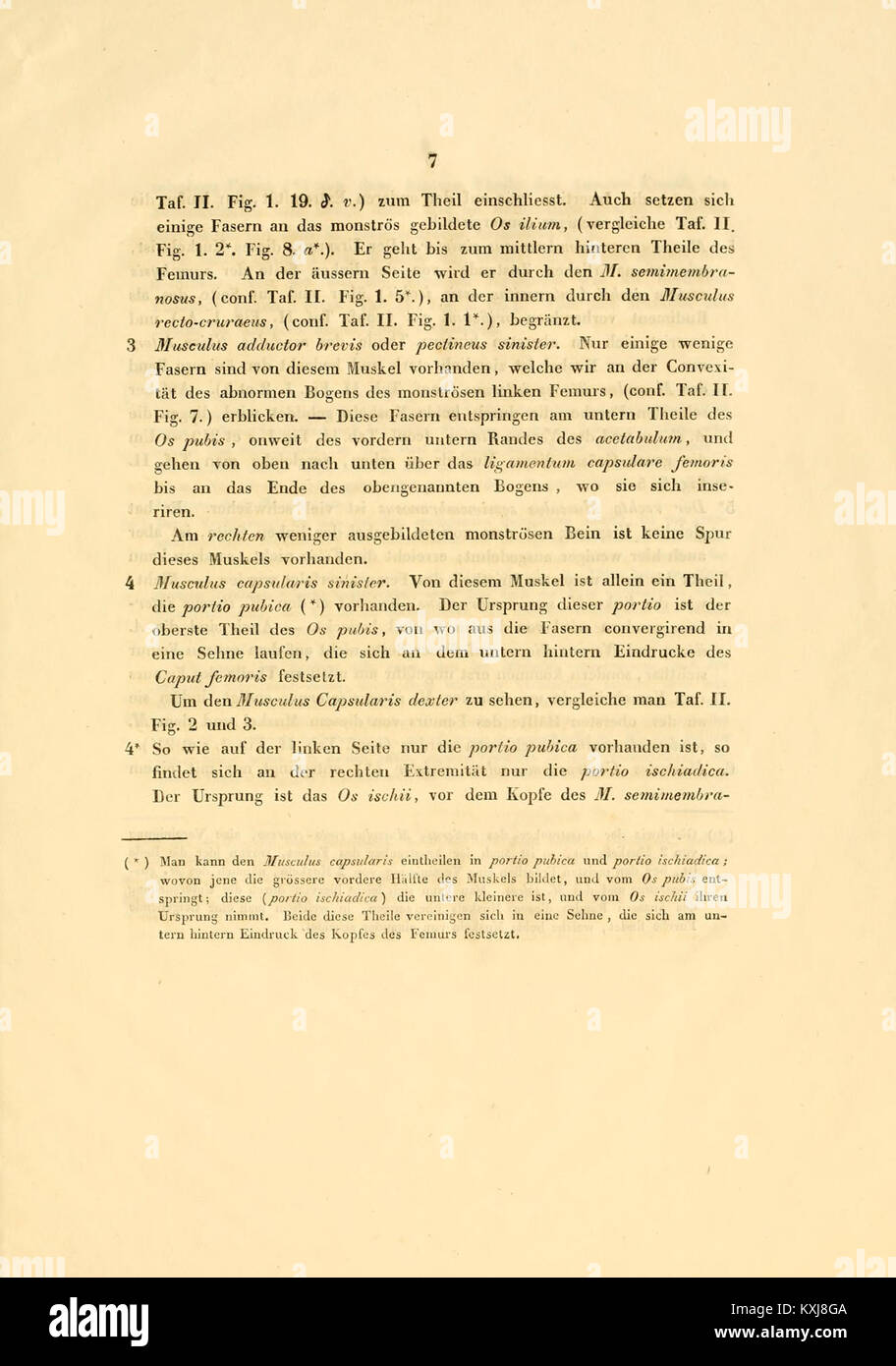 Anatomical description of a six-legged water frog, illustrating the ...