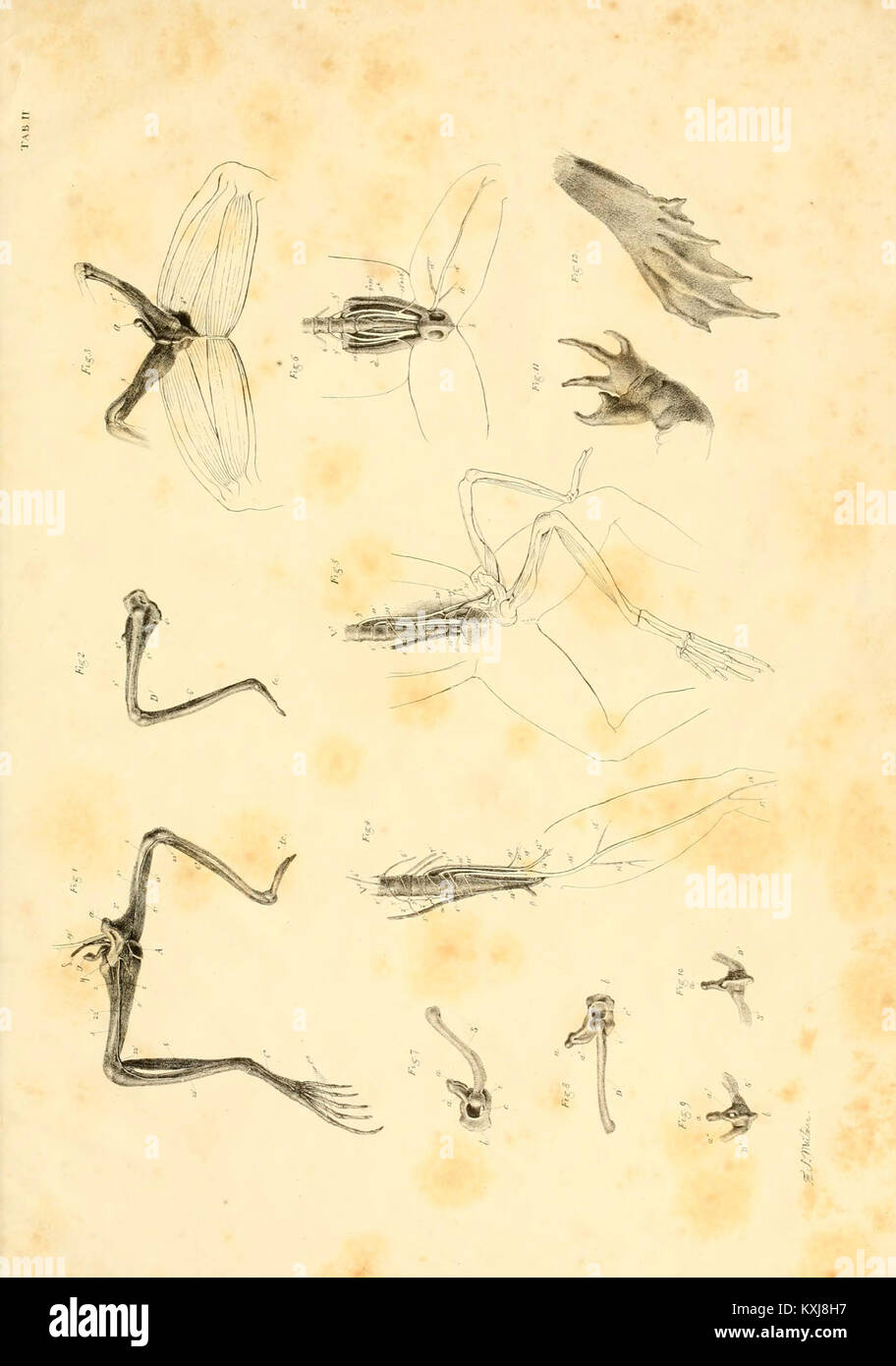 An anatomical description of a monstrous six-legged water frog ...