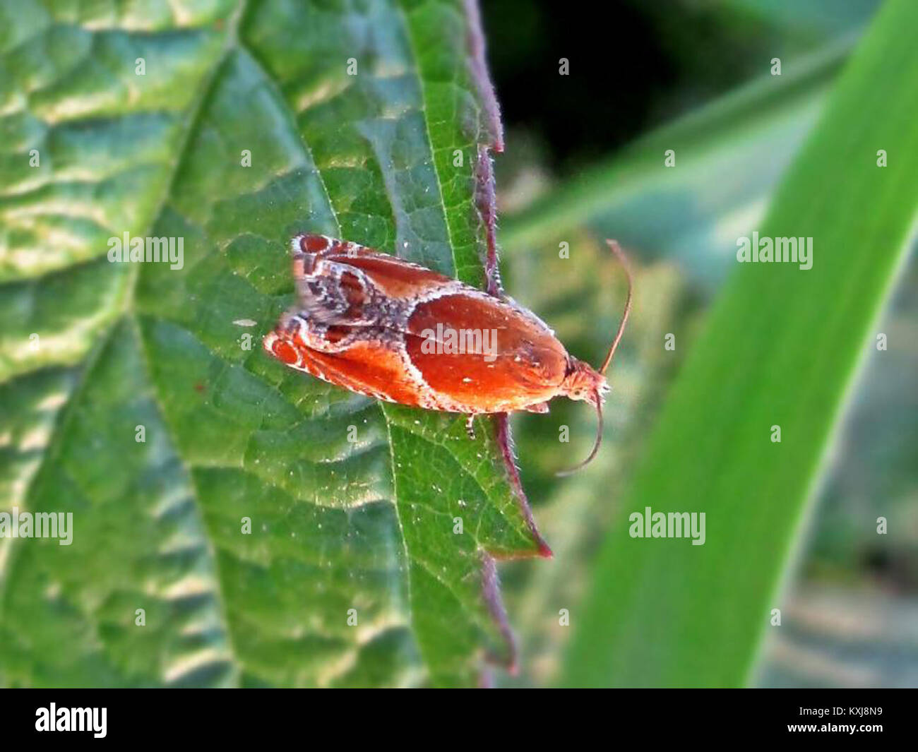 This image features a specimen of the moth Ancylis obtusana, a species ...