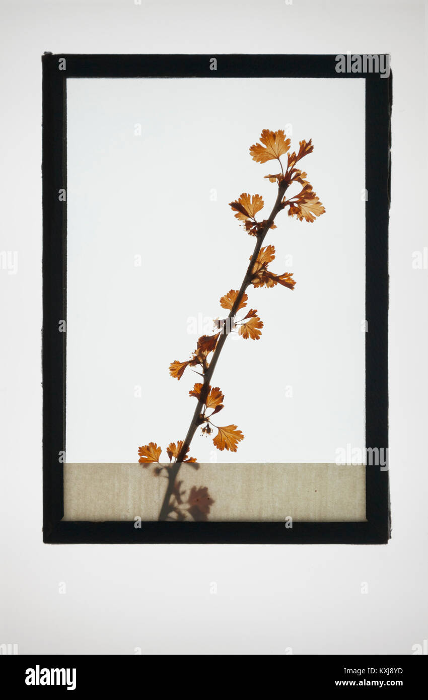 Reproduction of Common Hawthorn plant specimen Stock Photo - Alamy