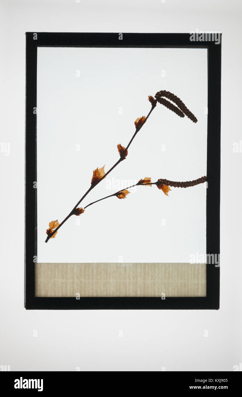 Reproduction of Common Hazel plant specimen Stock Photo - Alamy