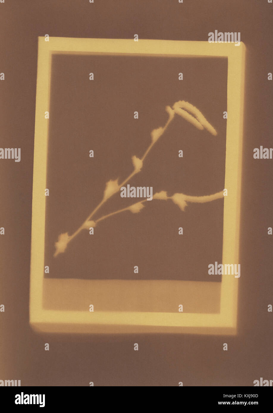 Photogenic drawing of Common Hazel plant specimen Stock Photo - Alamy