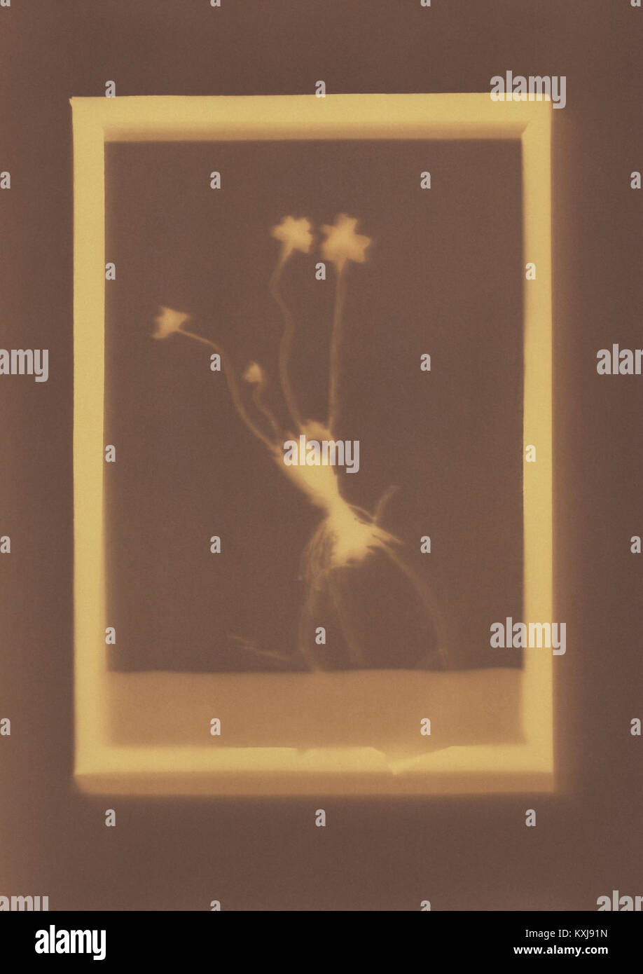 Photogenic drawing of plant specimen Stock Photo - Alamy