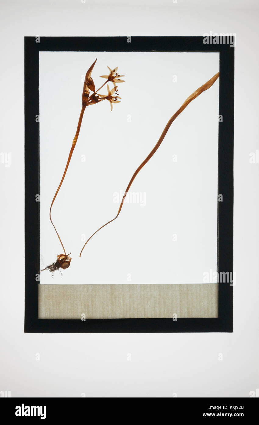 Reproduction of Wild Tulip plant specimen Stock Photo - Alamy