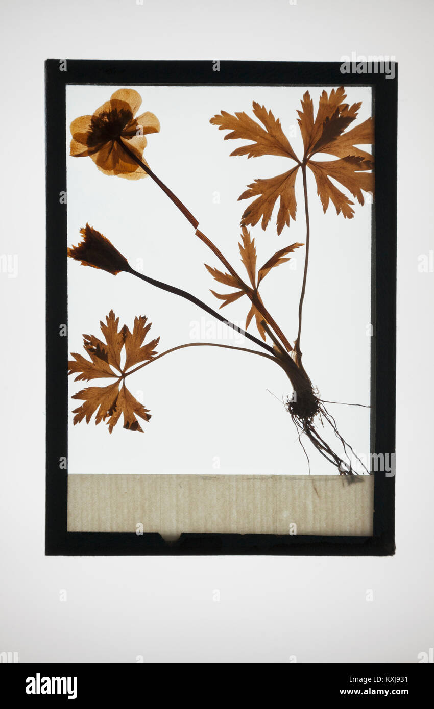 Reproduction of Geranium plant specimen Stock Photo - Alamy