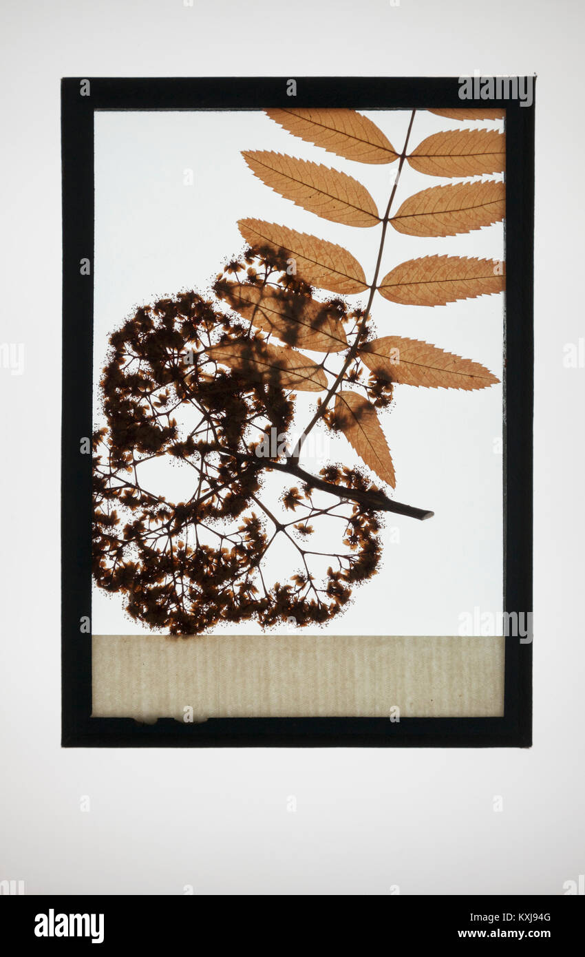 Reproduction of Rowan plant specimen Stock Photo - Alamy