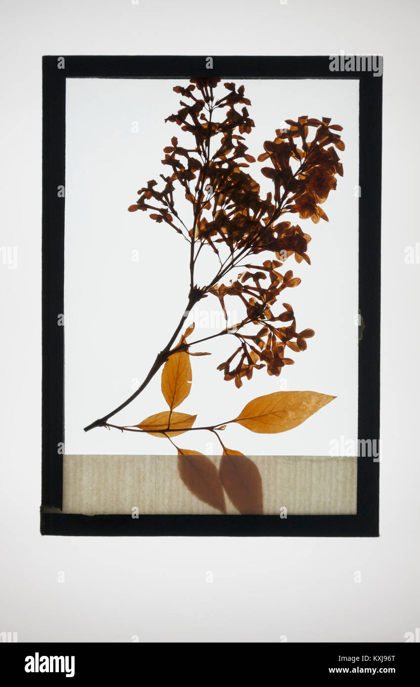 Reproduction of flowering plant specimen Stock Photo - Alamy