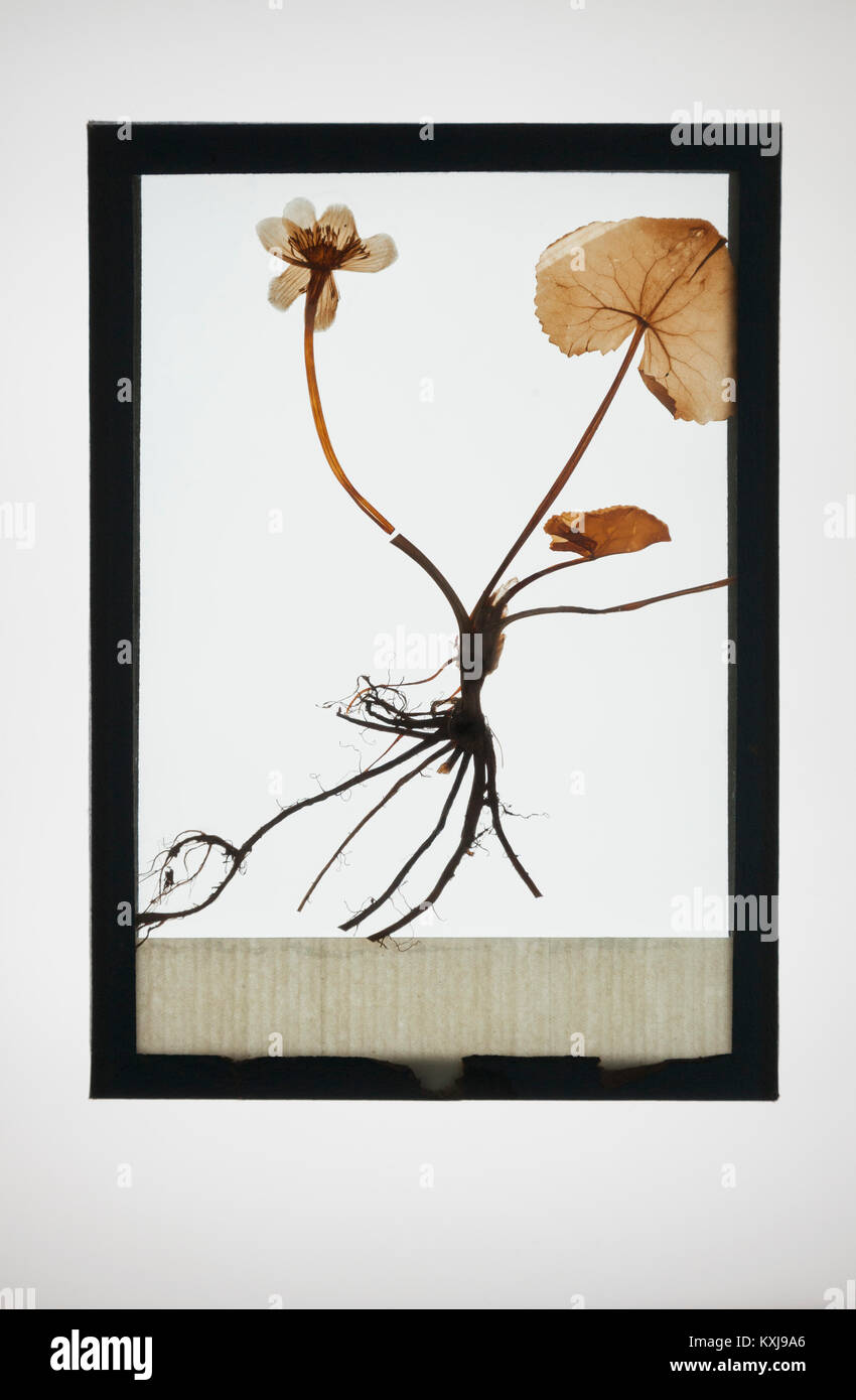 Reproduction of Marsh-Marigold plant specimen Stock Photo - Alamy