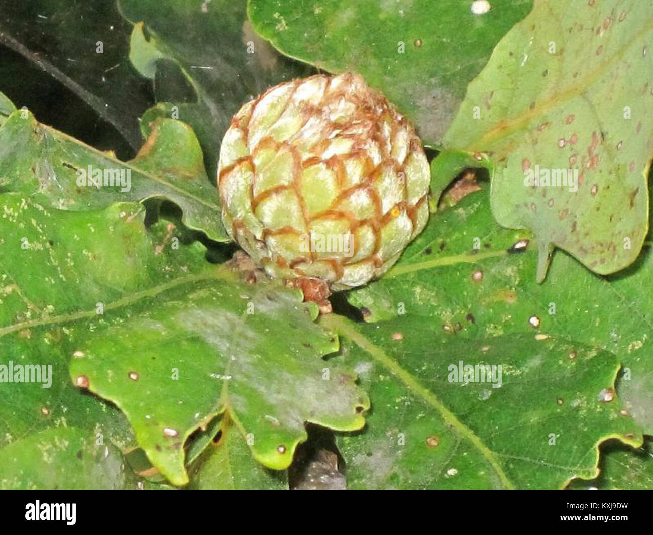 This photograph shows a gall induced by Andricus foecundatrix, a ...