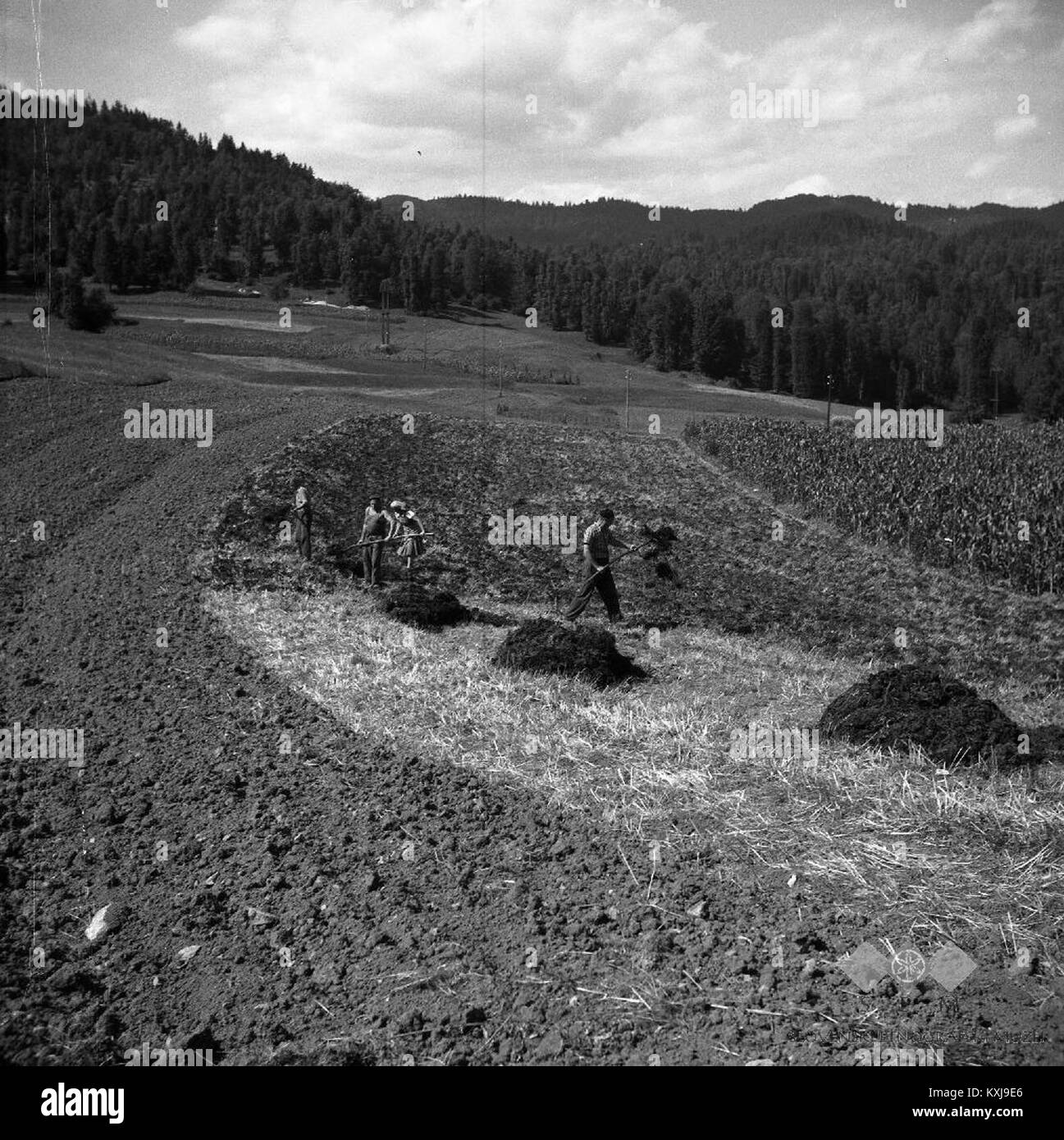 This photograph from 1954 shows Andrjolcevi (Polje) farmers fertilizing ...