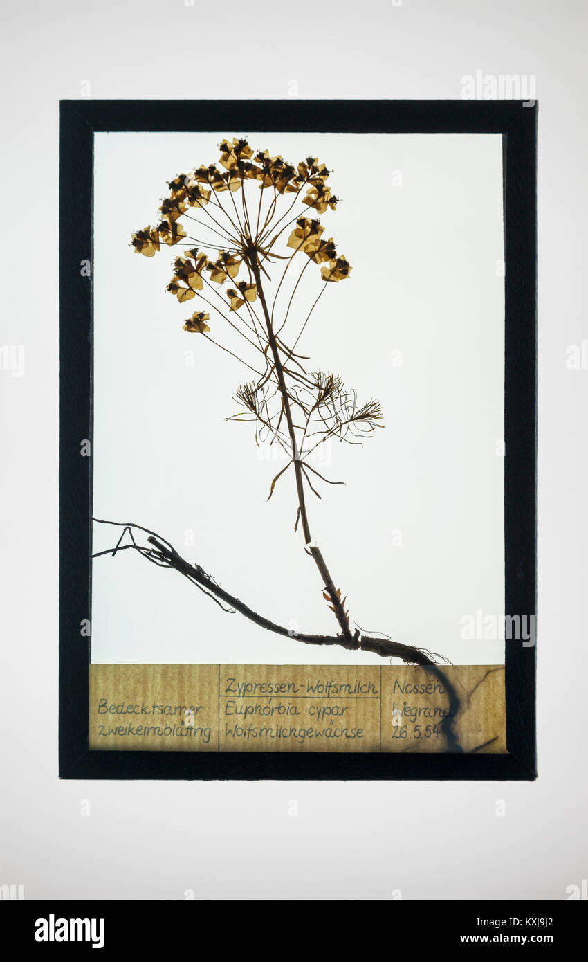 Euphorbia cypar hi-res stock photography and images - Alamy