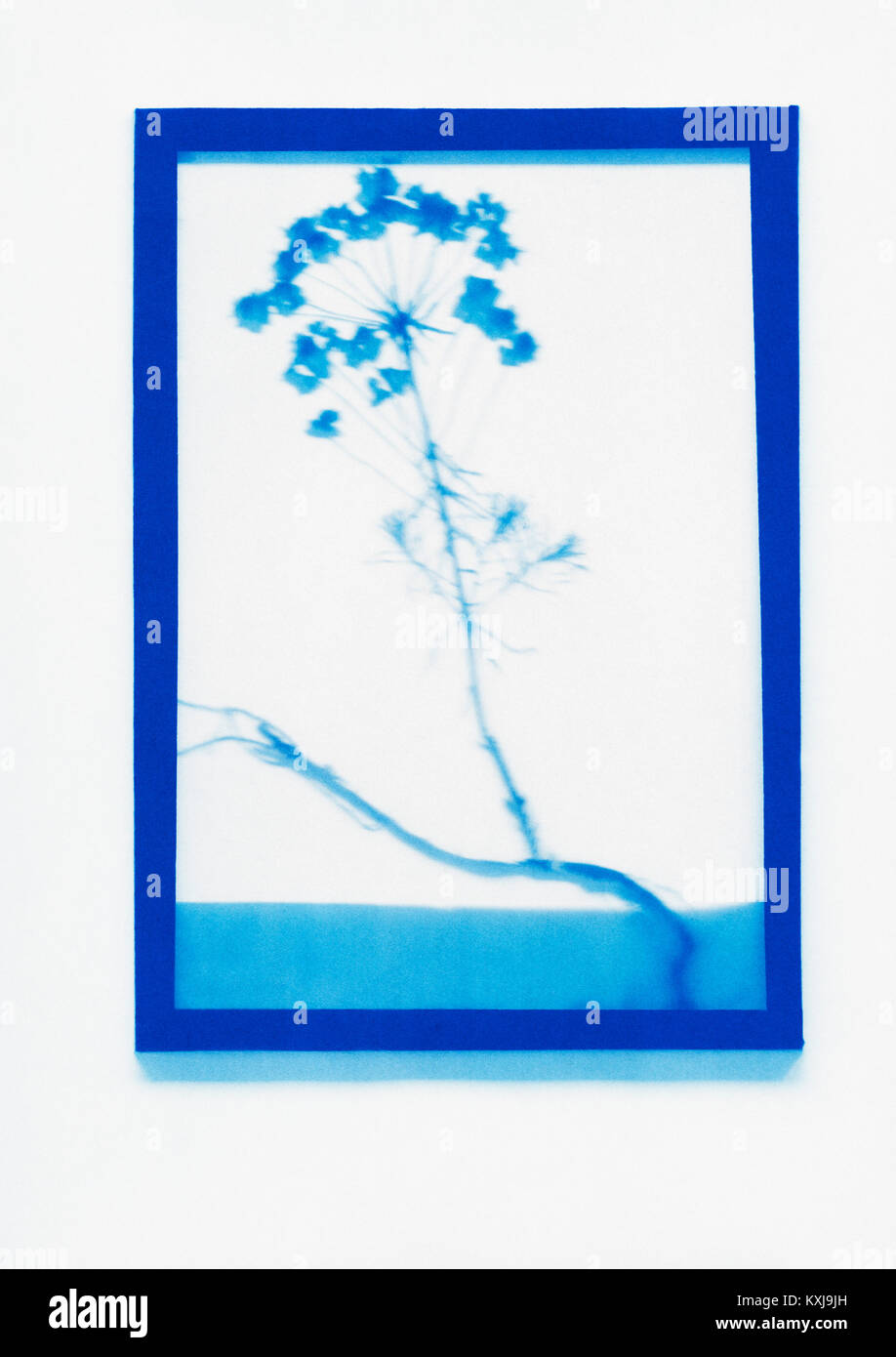 Inverse photogenic drawing of Cypress Spurge plant specimen Stock Photo ...