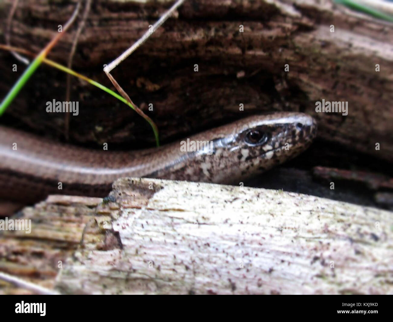 Molenhoek hi-res stock photography and images - Alamy