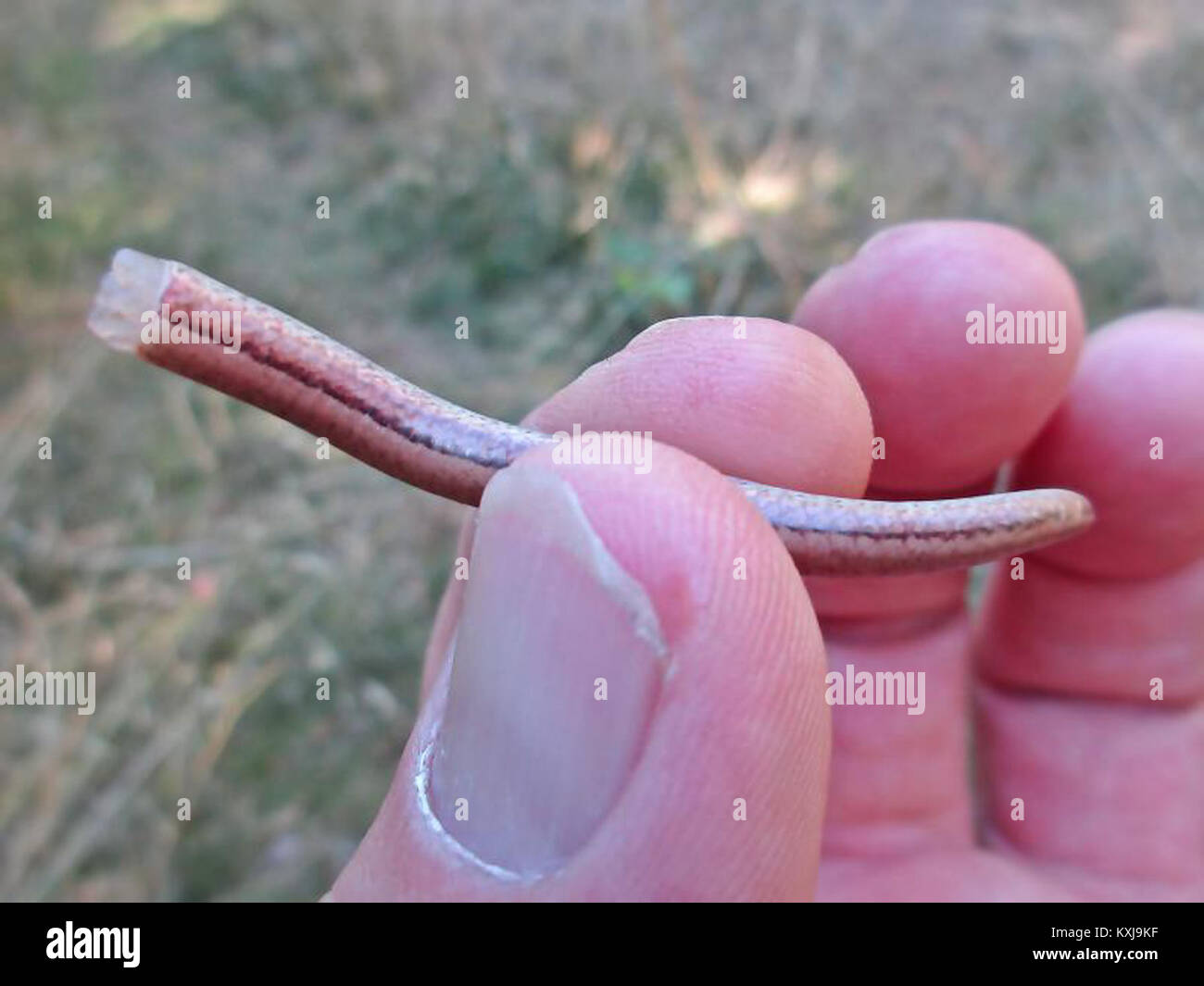 Slow moving snake hi-res stock photography and images - Alamy