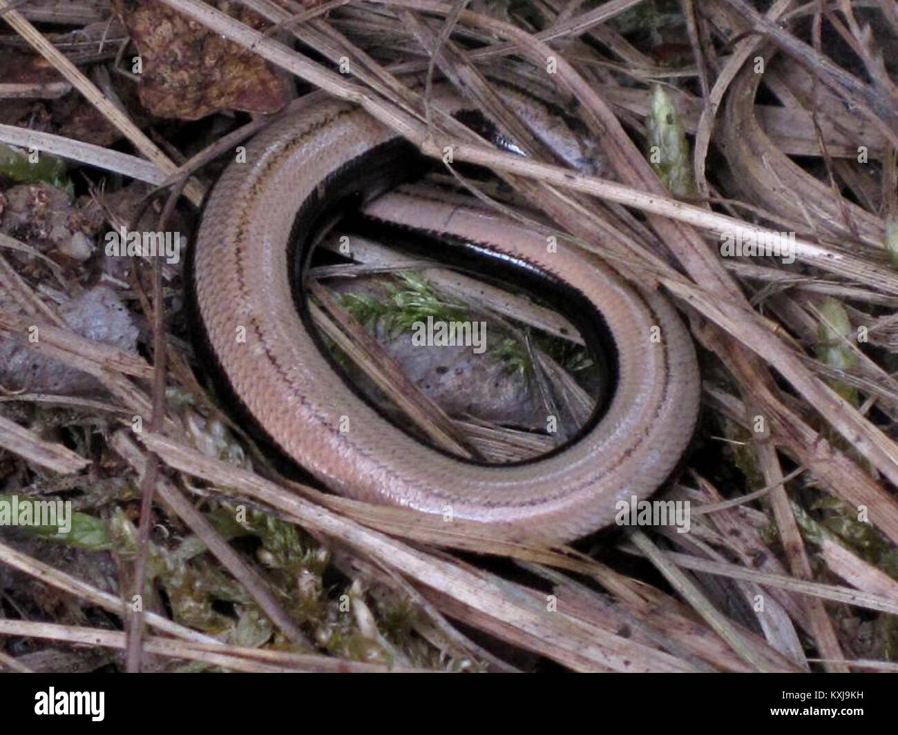 This image shows a Slow Worm (Anguis fragilis), a legless lizard native ...