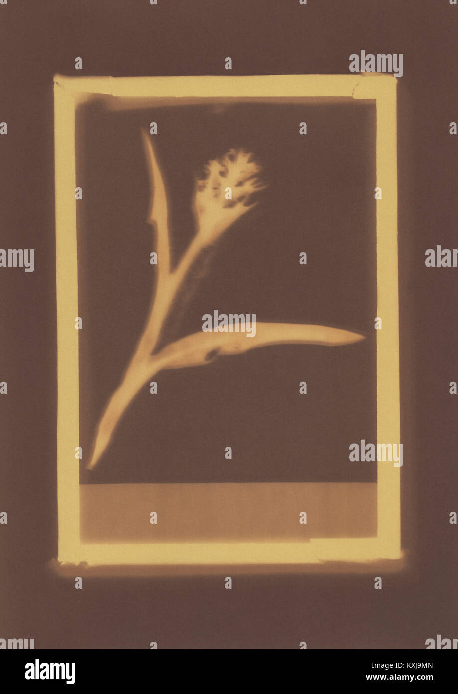 Photogenic drawing hi-res stock photography and images - Alamy