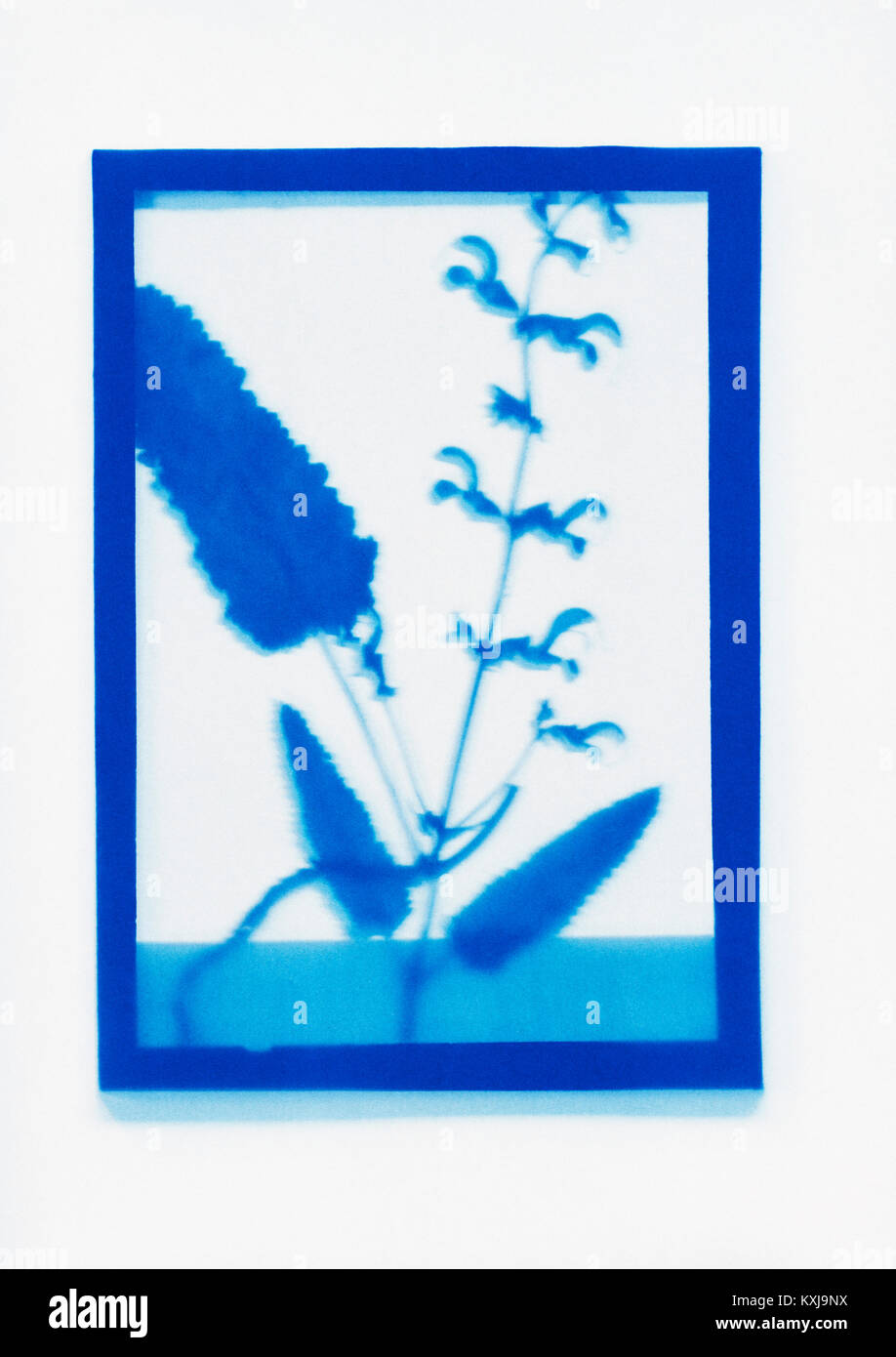 Inverse photogenic drawing of Salvia pratensis plant specimen Stock ...