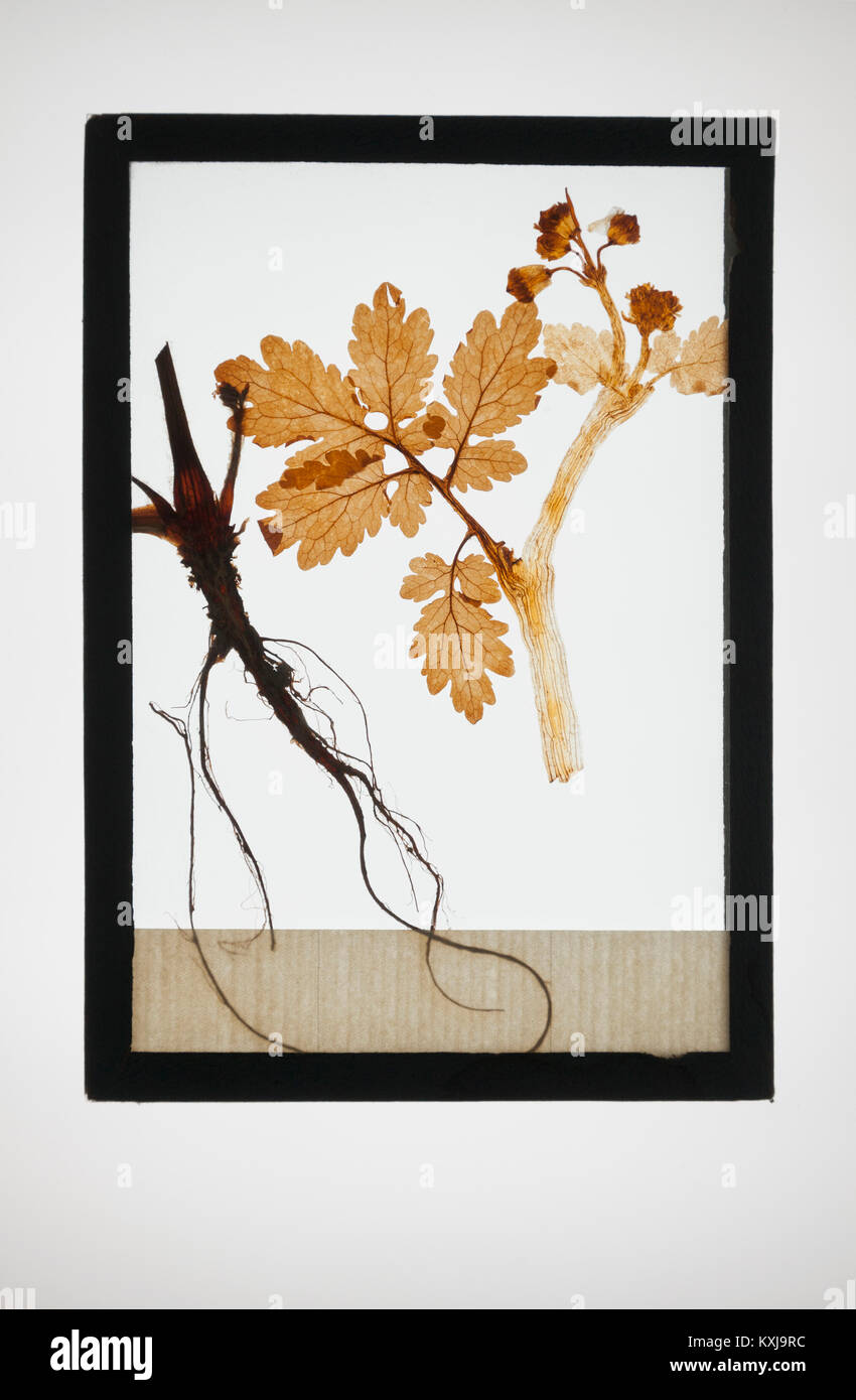 Reproduction of English oak plant specimen Stock Photo - Alamy