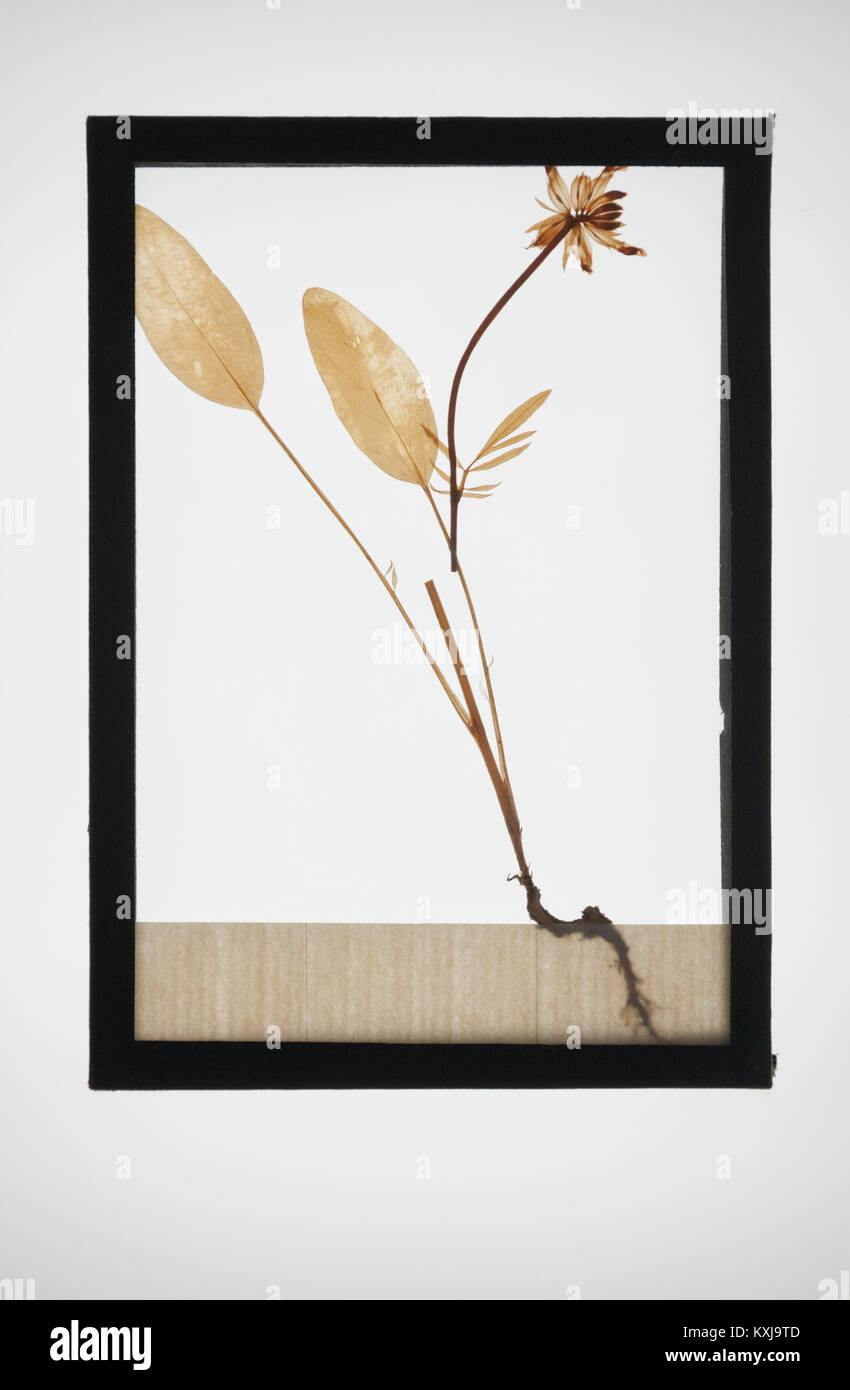 Reproduction of dry plant specimen Stock Photo - Alamy