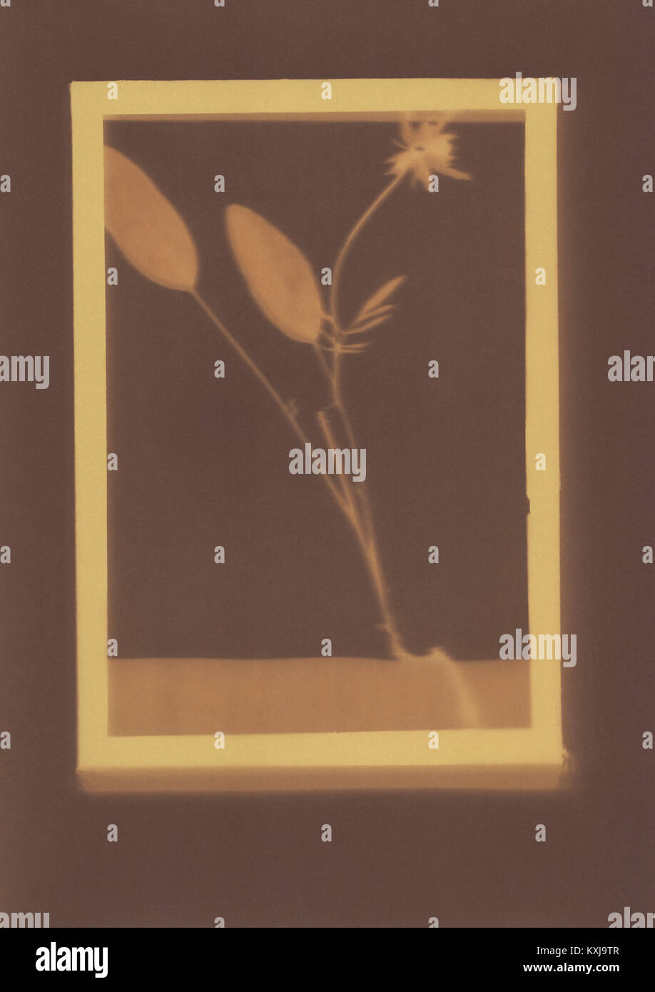 Dry specimen hi-res stock photography and images - Alamy