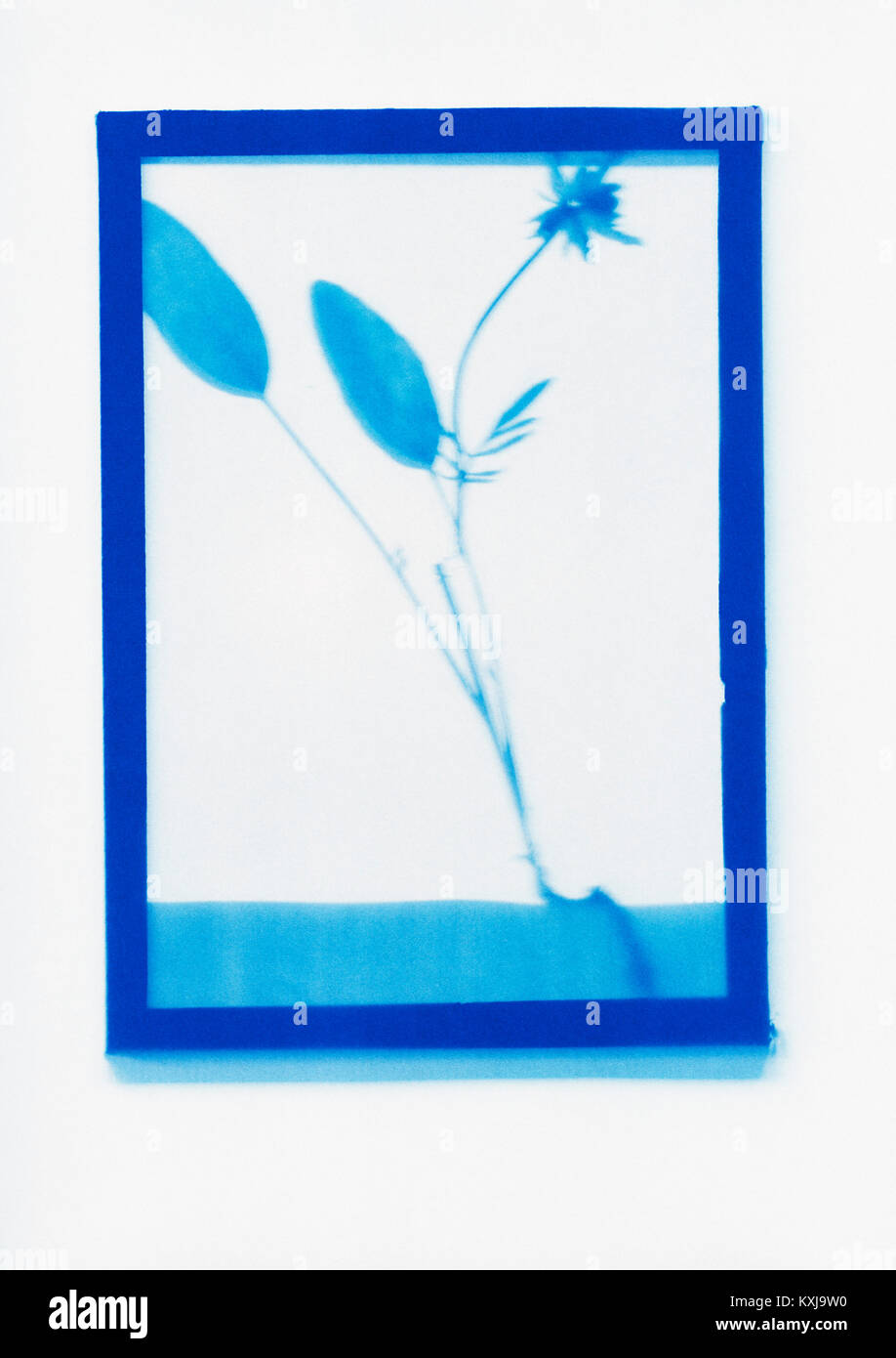 Inverse photogenic drawing of dry plant specimen Stock Photo - Alamy