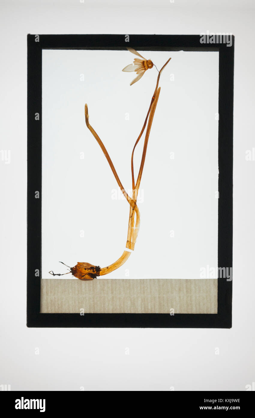 Reproduction of Snowdrop plant specimen Stock Photo - Alamy