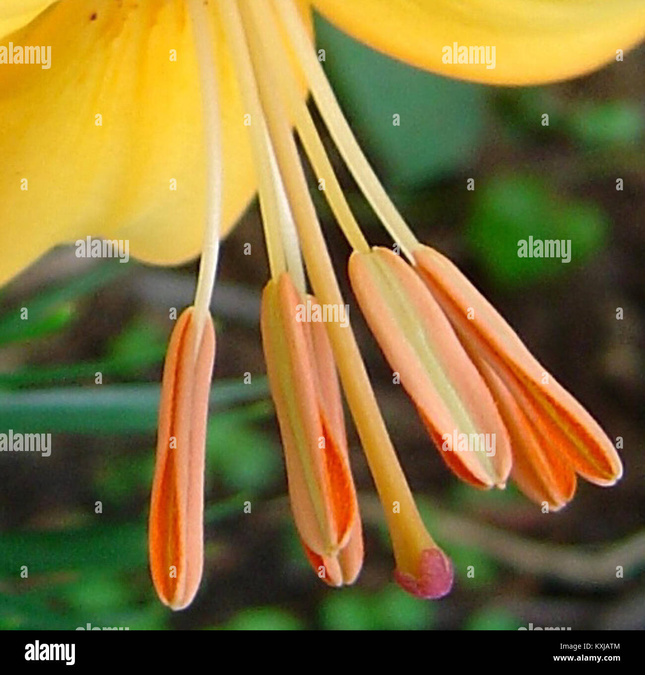 Dehiscence High Resolution Stock Photography and Images - Alamy