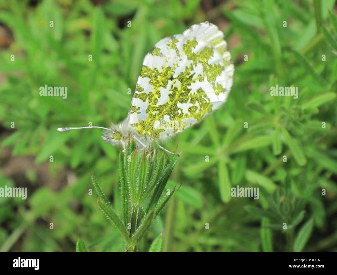 Anthocharis cardamines (Pieridae sp.), Elst (Gld), the Netherlands ...