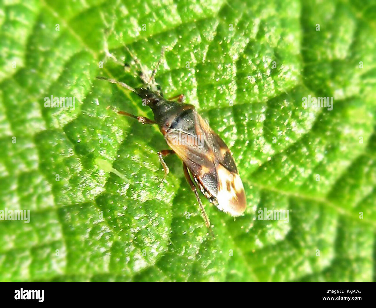 Anthocoris Nemoralis High Resolution Stock Photography and Images - Alamy