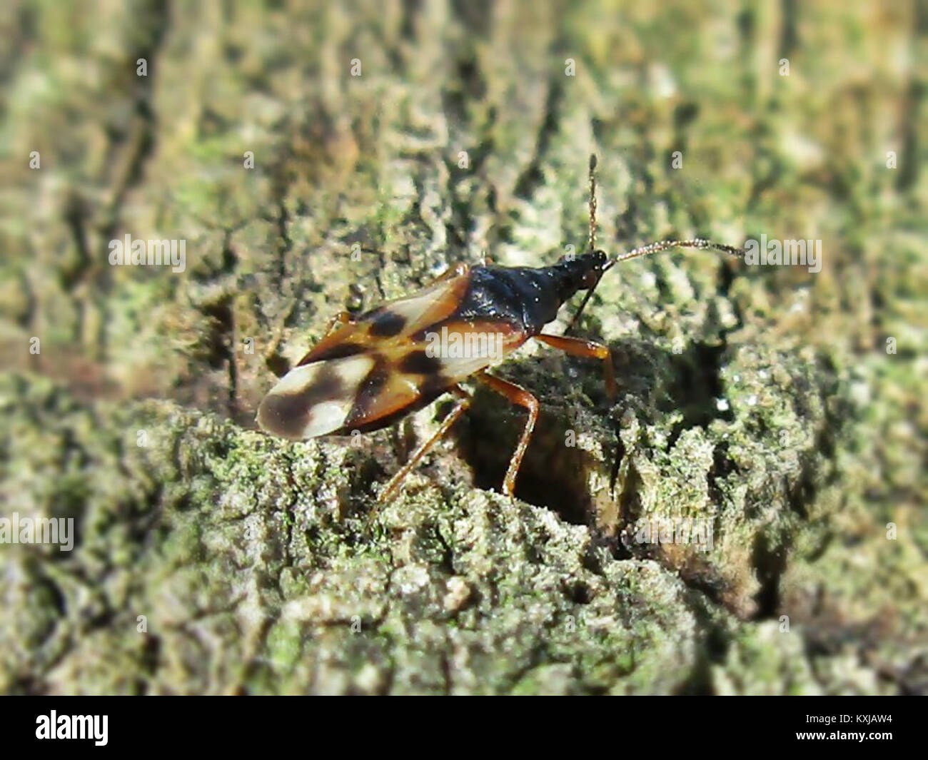 Common flowerbug hi-res stock photography and images - Alamy