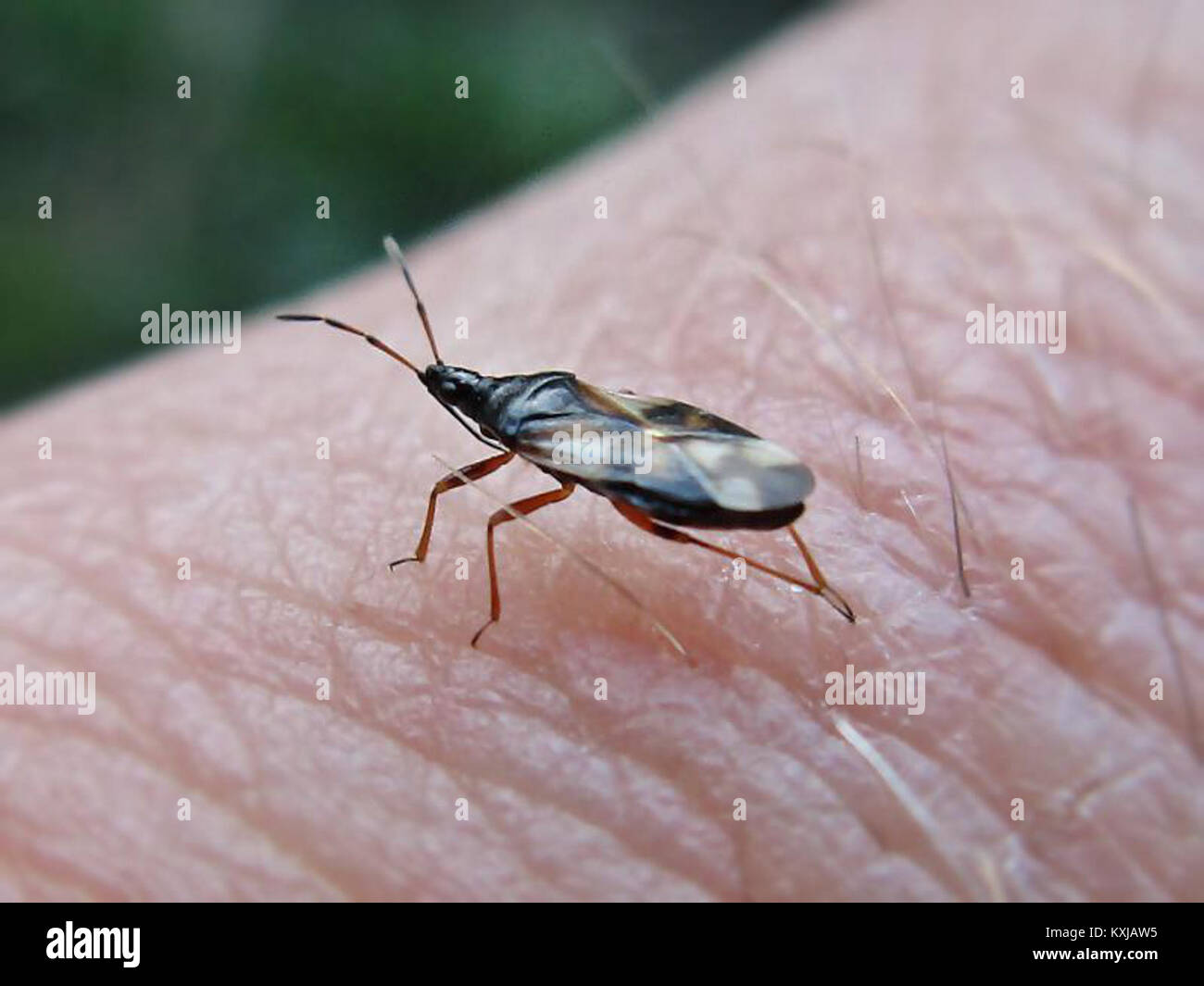 Anthocoris nemorum (Common flowerbug), Elst (Gld), the Netherlands - 2 ...