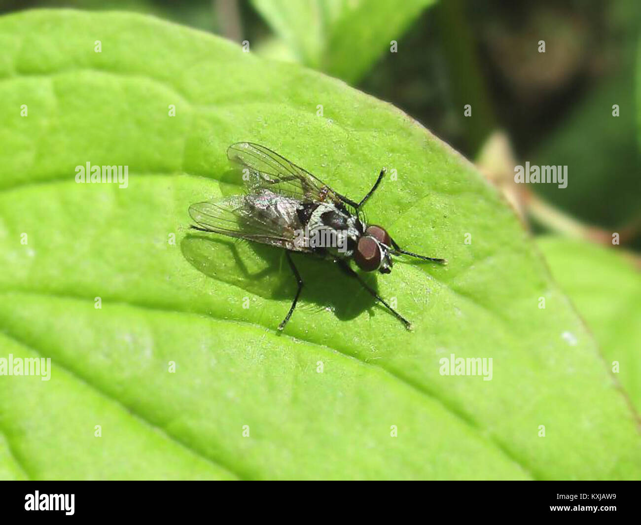 Photograph of a female Anthomyia procellaris fly from the Anthomyiidae ...