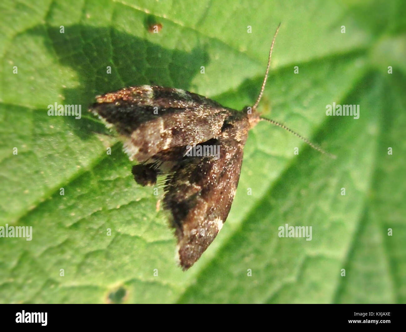 Choreutidae hi-res stock photography and images - Alamy