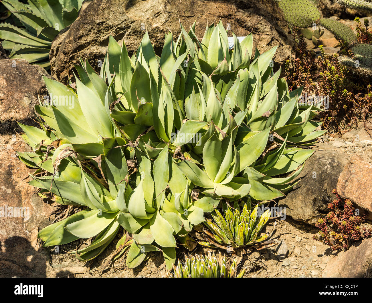 Shaws agave agave shawii hi-res stock photography and images - Alamy