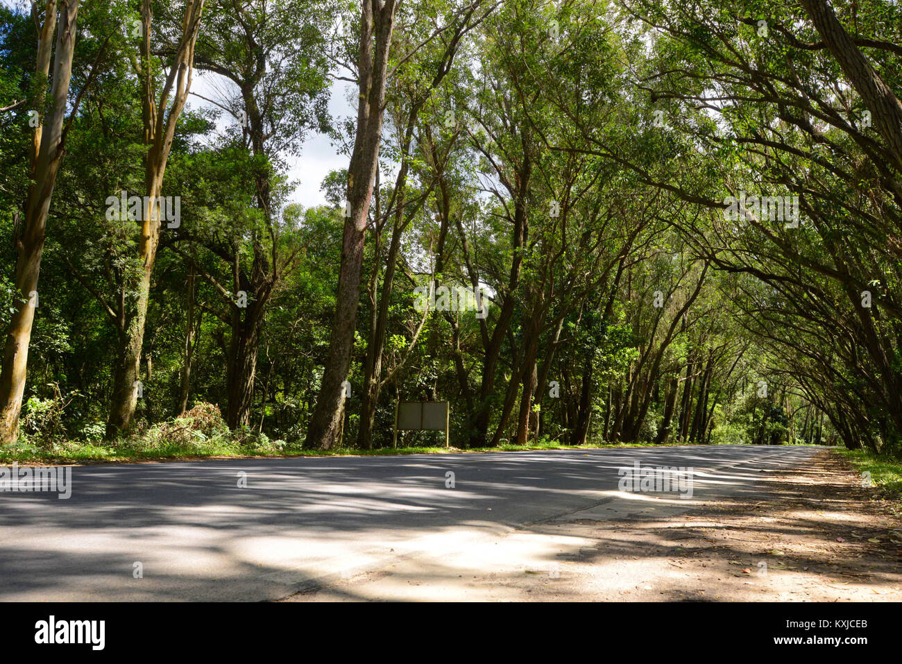 empty road in a forest, Brazil Stock Photo - Alamy
