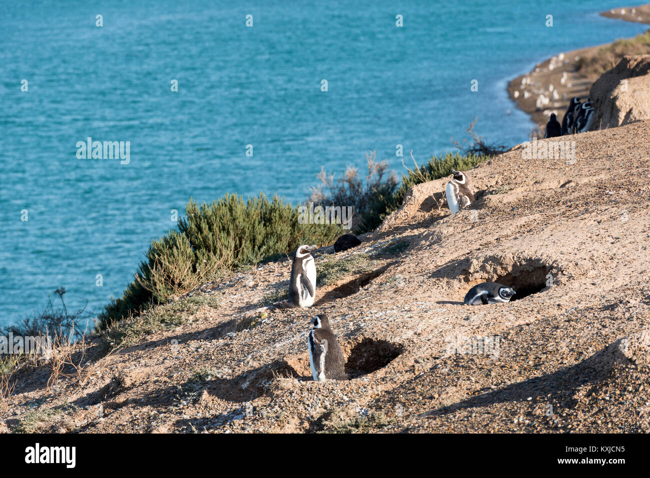 Penguin in its environment hi-res stock photography and images - Alamy