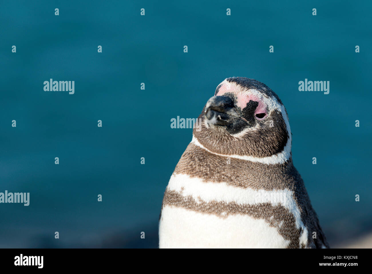 Penguin in its environment hi-res stock photography and images - Alamy