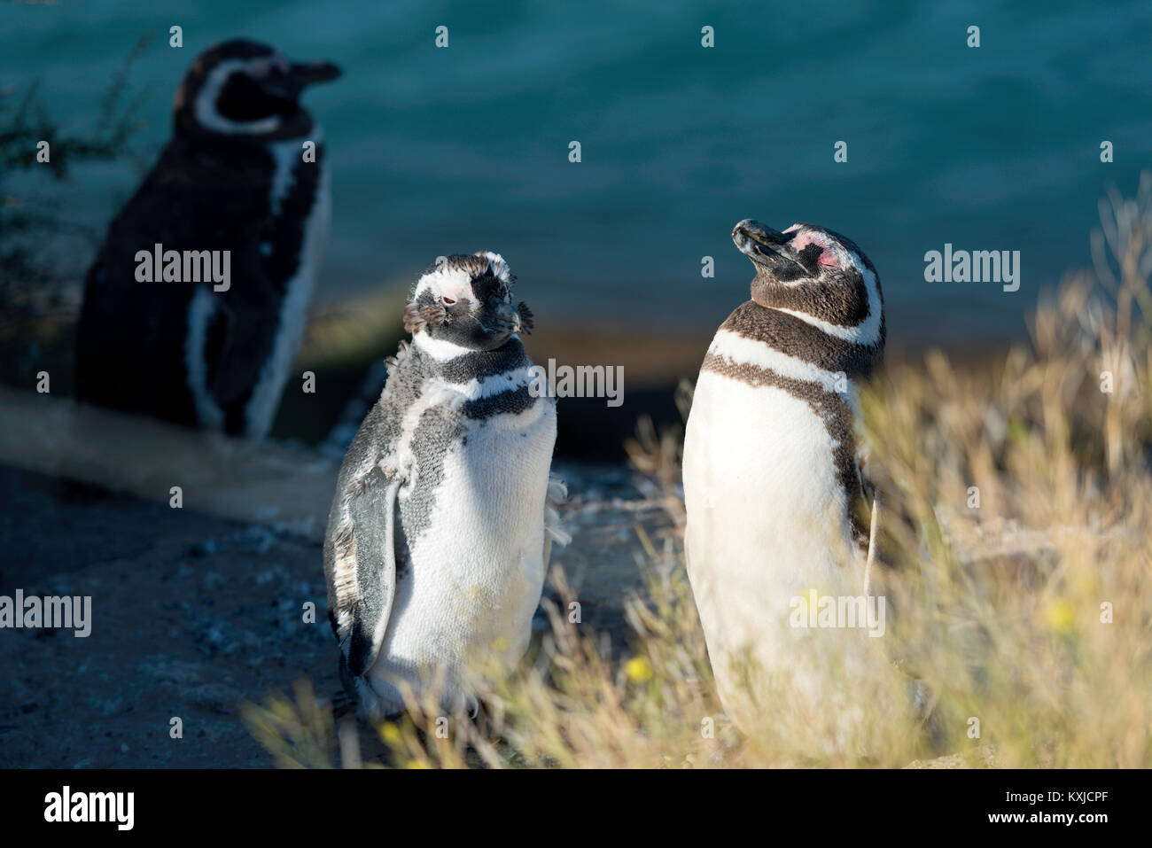 Penguin habitat preservation hi-res stock photography and images - Alamy