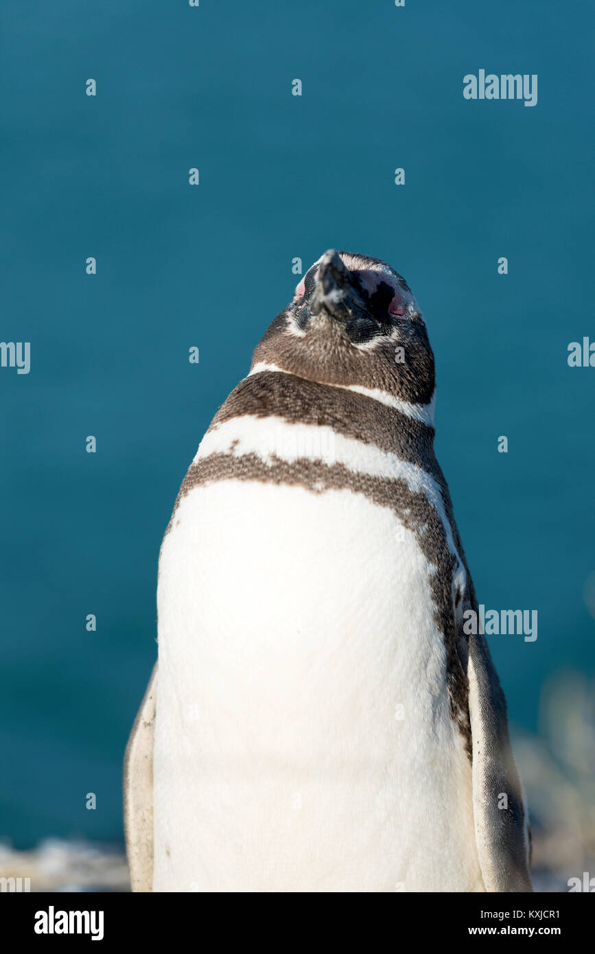 Penguin in its environment hi-res stock photography and images - Alamy