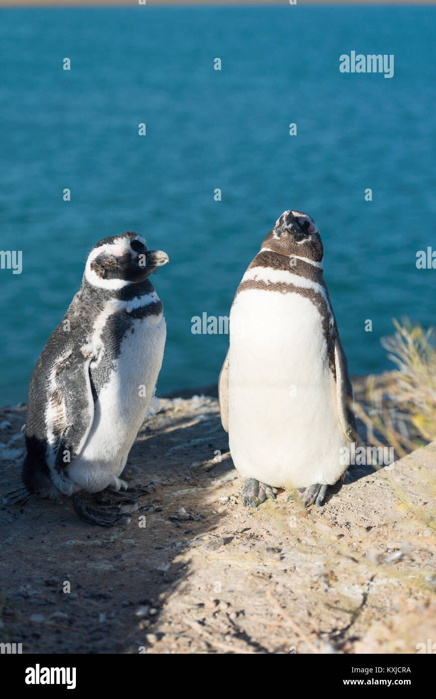 Penguin in its environment hi-res stock photography and images - Alamy