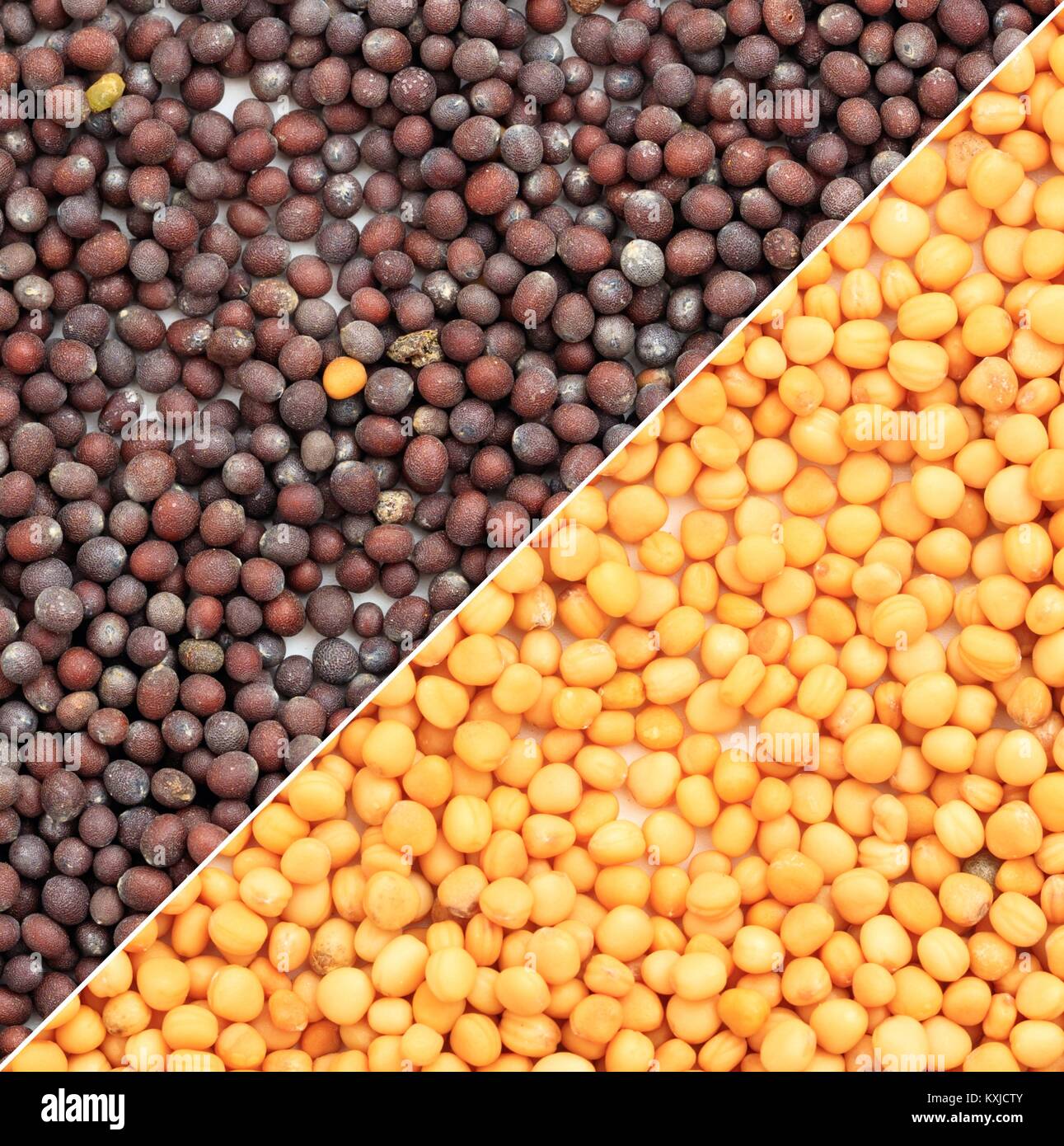 Mustard square hi-res stock photography and images - Alamy