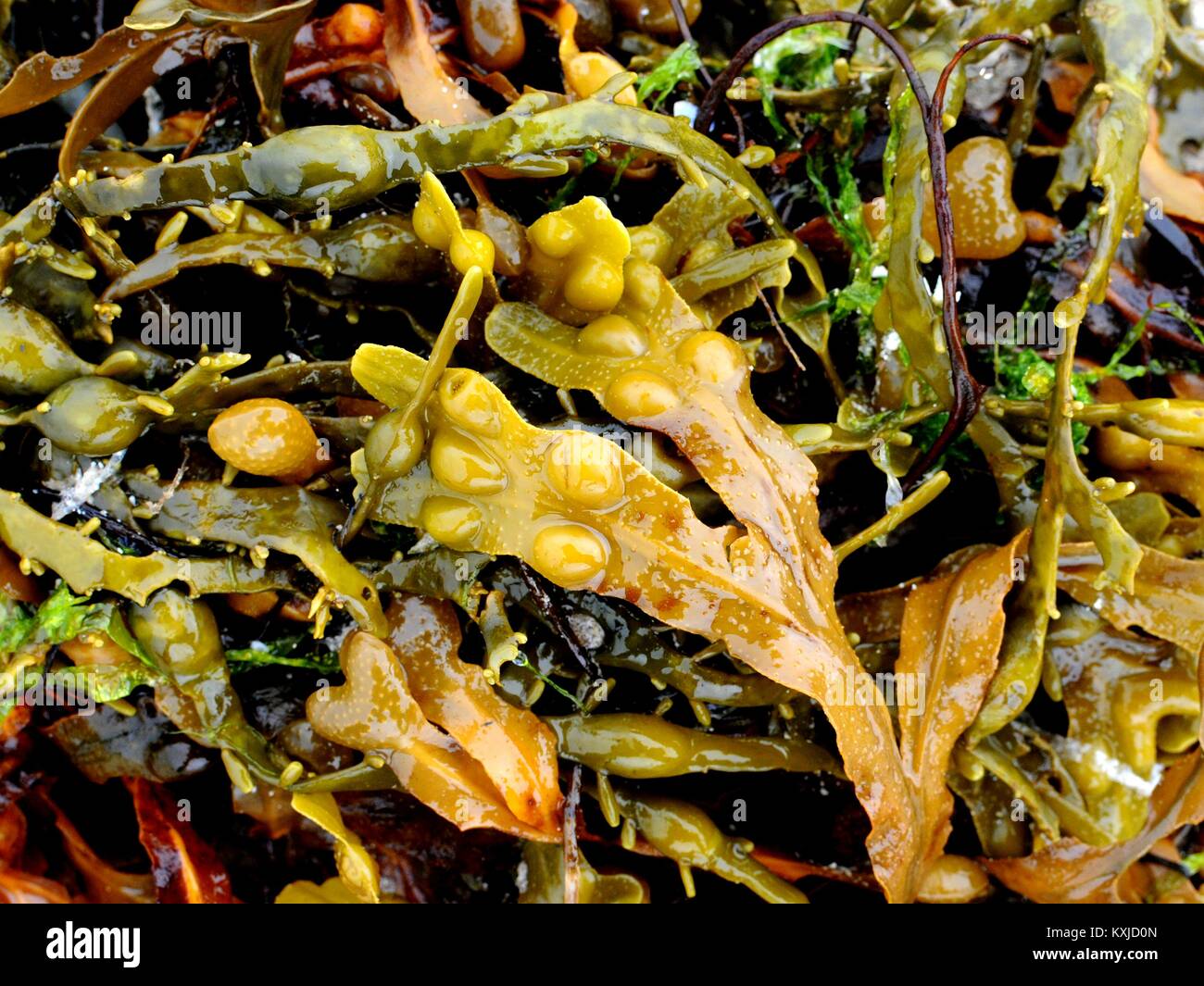 Seaweed on Balnakeil Beach, Durness, north Scotland Stock Photo - Alamy