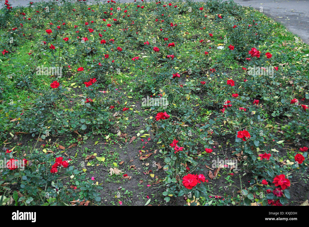 Rose field hi-res stock photography and images - Alamy